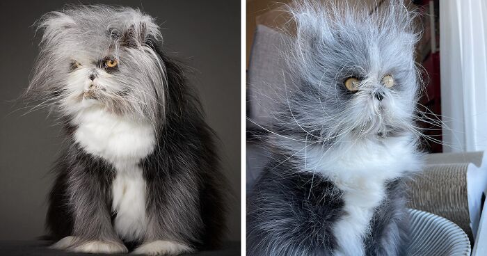 Fluffiest Of Them All: This Werewolf Cat Is Winning Hearts Worldwide ...