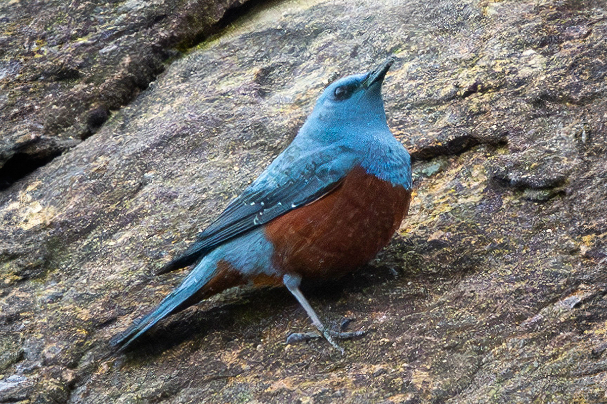 Michael Sanchez Made Birding History With His Photos Of Rare Blue Rock ...