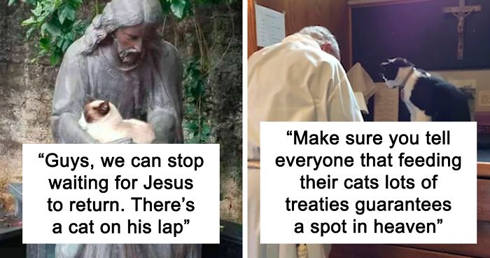 50 Hilariously Blessed Pics That Prove That Cats Are Godsent | Bored Panda