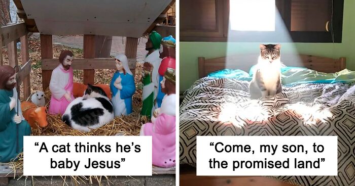 50 Hilariously Blessed Pics That Prove That Cats Are Godsent | Bored Panda