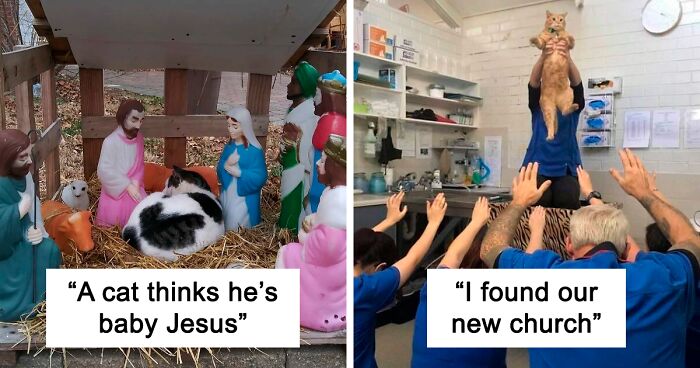 50 Hilariously Blessed Pics That Prove That Cats Are Godsent | Bored Panda