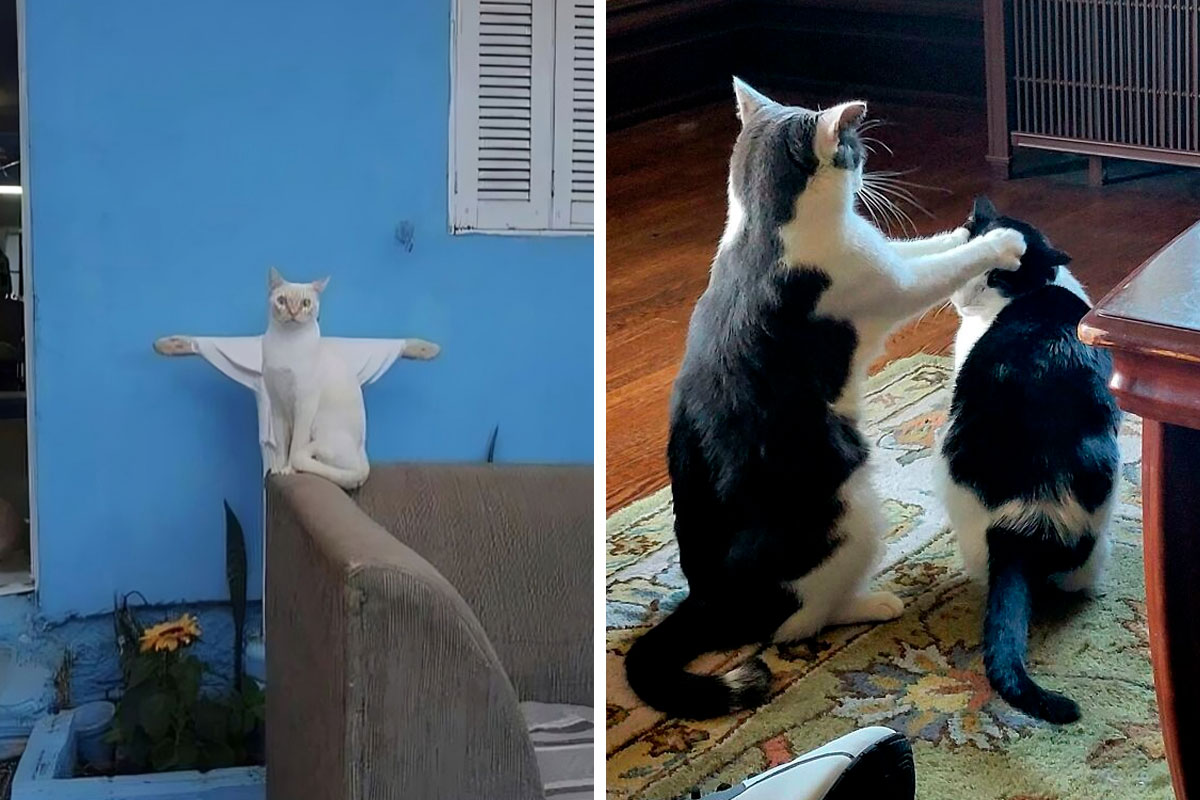 50 Hilariously Blessed Pics That Prove That Cats Are Godsent | Bored Panda