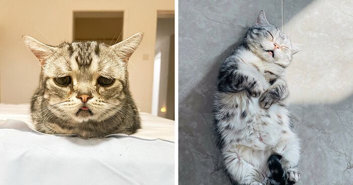 This Adorable, Yet Sad-Looking Cat Outlives Veterinary Predictions ...