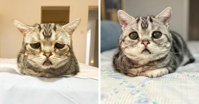 This Adorable, Yet Sad-Looking Cat Outlives Veterinary Predictions ...