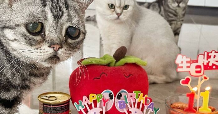 This Adorable, Yet Sad-Looking Cat Outlives Veterinary Predictions ...