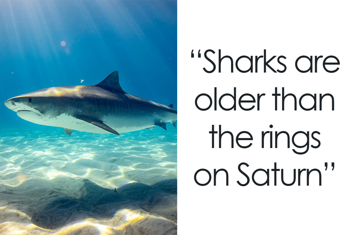 History Enthusiasts Are Sharing History Facts That Many People Would ...