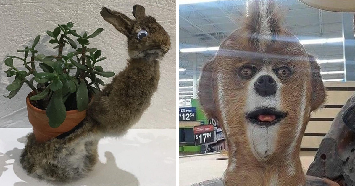30 Taxidermy Fails From This IG Page That Are So Bad They’re Good ...