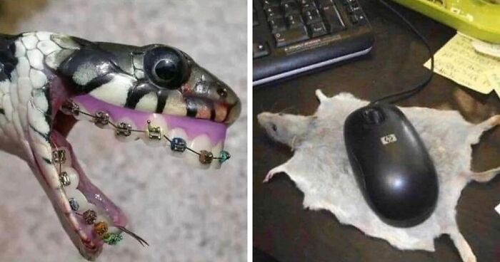 30 Taxidermy Fails From This IG Page That Are So Bad They’re Good ...