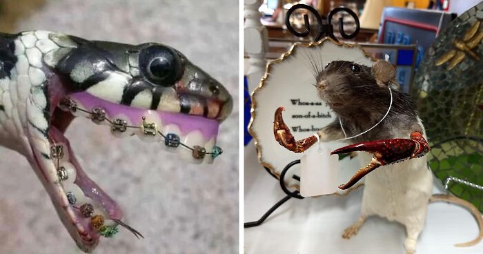 30 Taxidermy Fails From This IG Page That Are So Bad They’re Good ...