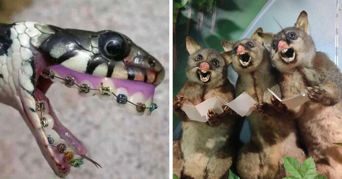 30 Taxidermy Fails From This IG Page That Are So Bad They’re Good ...