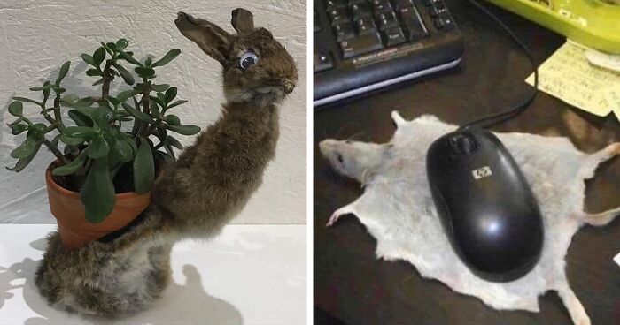 30 Taxidermy Fails From This IG Page That Are So Bad They’re Good ...