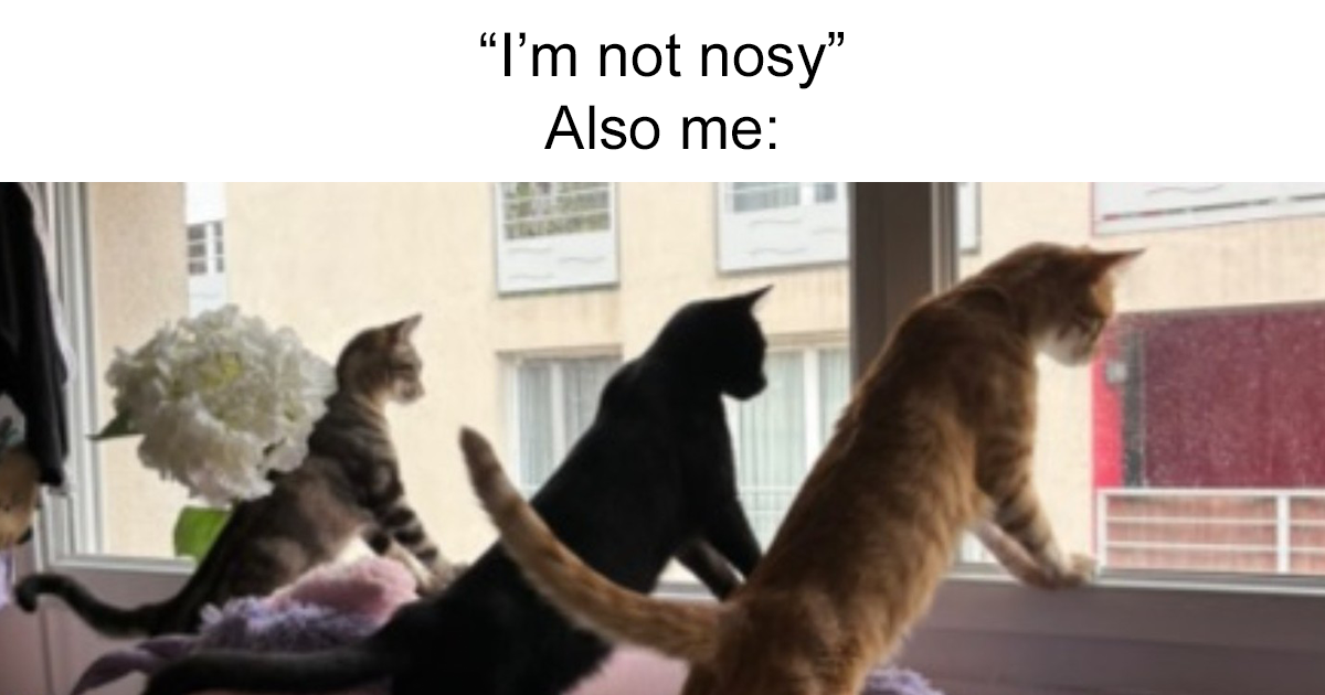 20 Hilarious Pets Caught Being Nosy By These Creators In The Latest ...