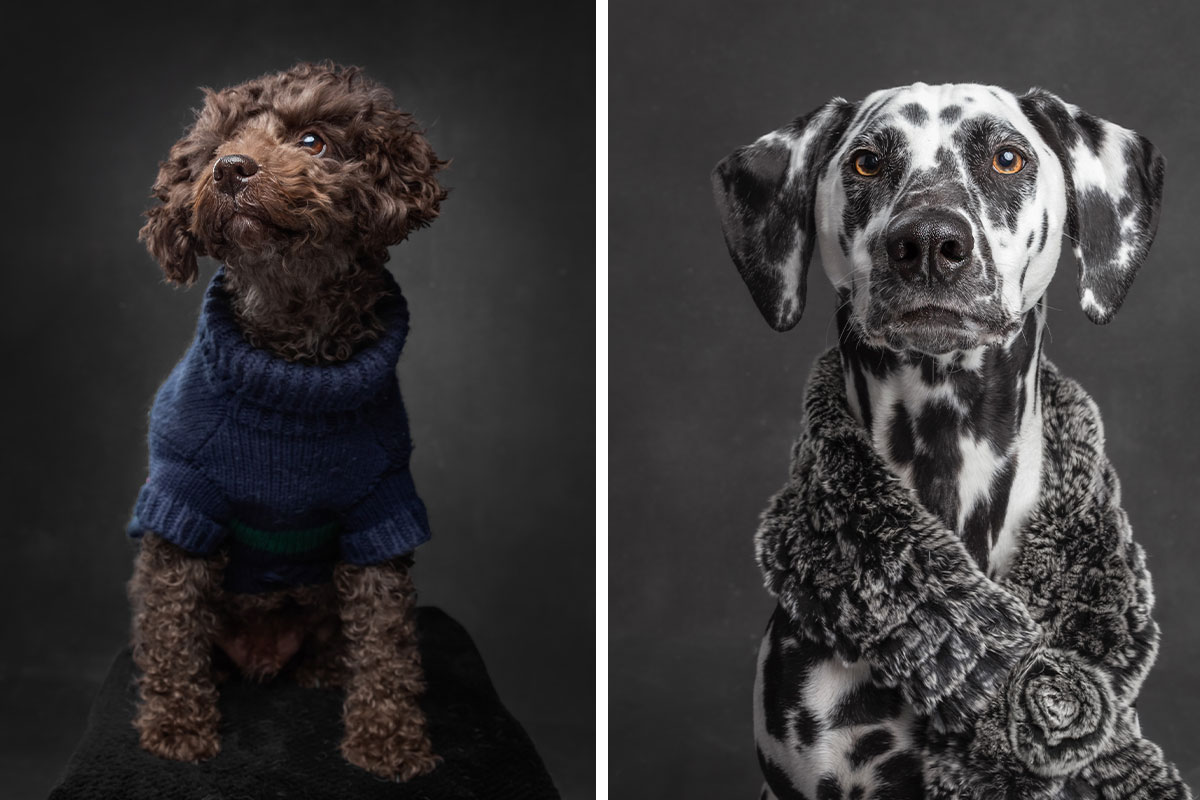 I Interviewed Dogs And Wrote A Book Sharing Their Stories, Here Are 15 ...