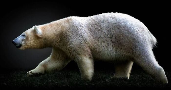 Wild Animals From Up Close: 19 Portraits By Pedro Jarque Krebs (New ...