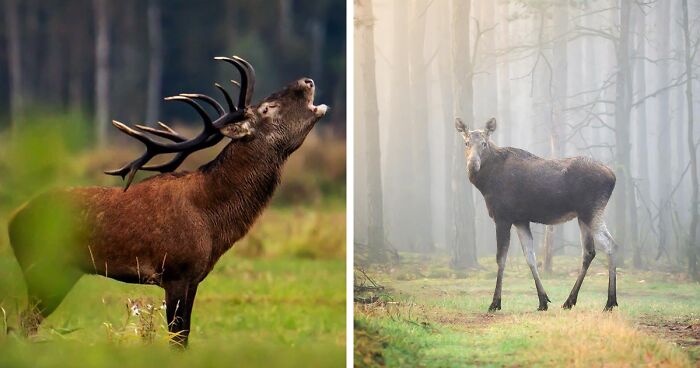 25 Captivating Photographs Of Animals In Their Natural Habitat By Alex ...