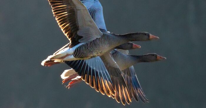 25 Captivating Photographs Of Animals In Their Natural Habitat By Alex ...