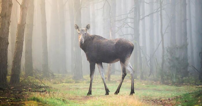 25 Captivating Photographs Of Animals In Their Natural Habitat By Alex ...
