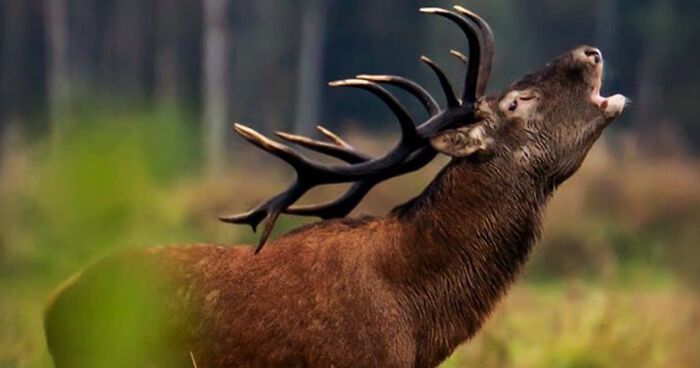 25 Captivating Photographs Of Animals In Their Natural Habitat By Alex ...
