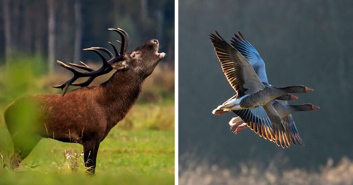 25 Captivating Photographs Of Animals In Their Natural Habitat By Alex ...