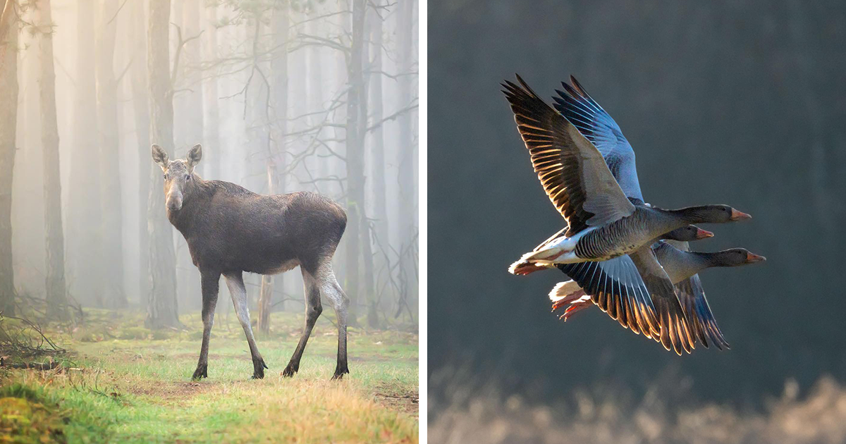 25 Captivating Photographs Of Animals In Their Natural Habitat By Alex ...