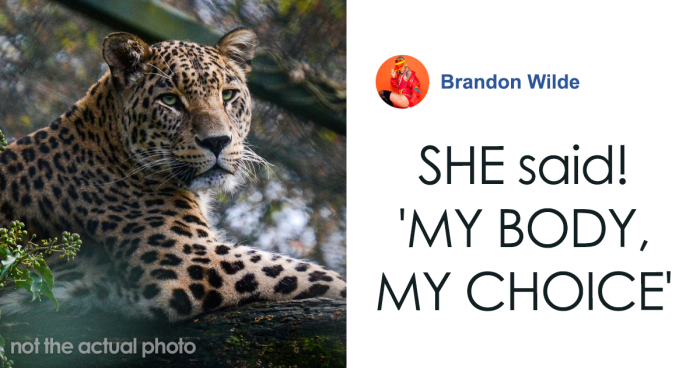 World’s First Jaguar Cub Born By Artificial Insemination Was Eaten By ...