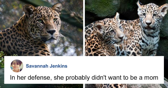 World’s First Jaguar Cub Born By Artificial Insemination Was Eaten By ...