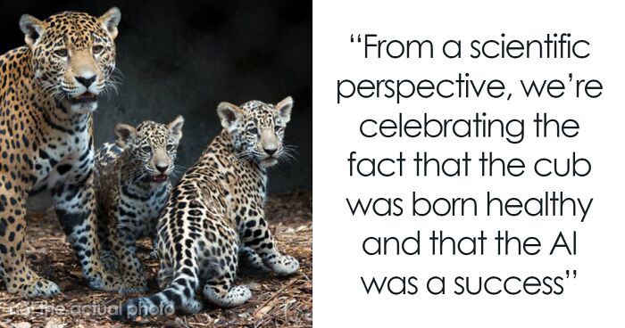 World’s First Jaguar Cub Born By Artificial Insemination Was Eaten By ...