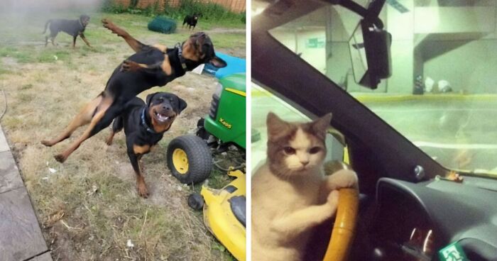 50 Animals Going “Goblin Mode”, As Shared By This Dedicated Instagram ...