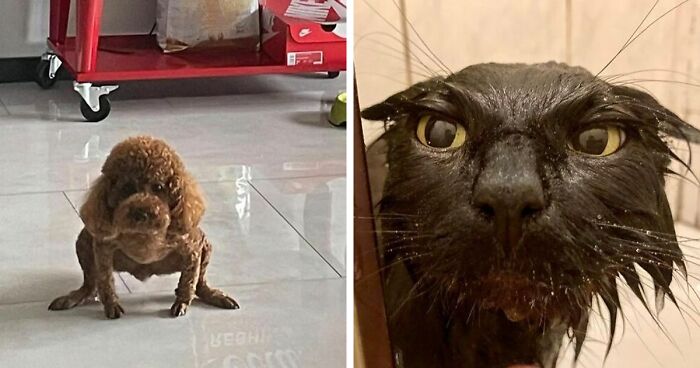 50 Animals Going “Goblin Mode”, As Shared By This Dedicated Instagram ...