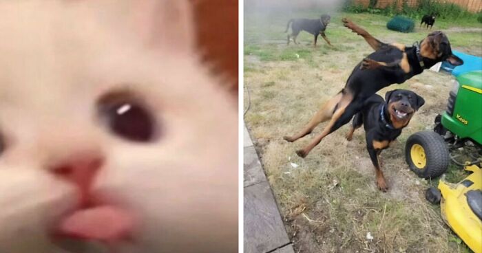 50 Animals Going “Goblin Mode”, As Shared By This Dedicated Instagram ...