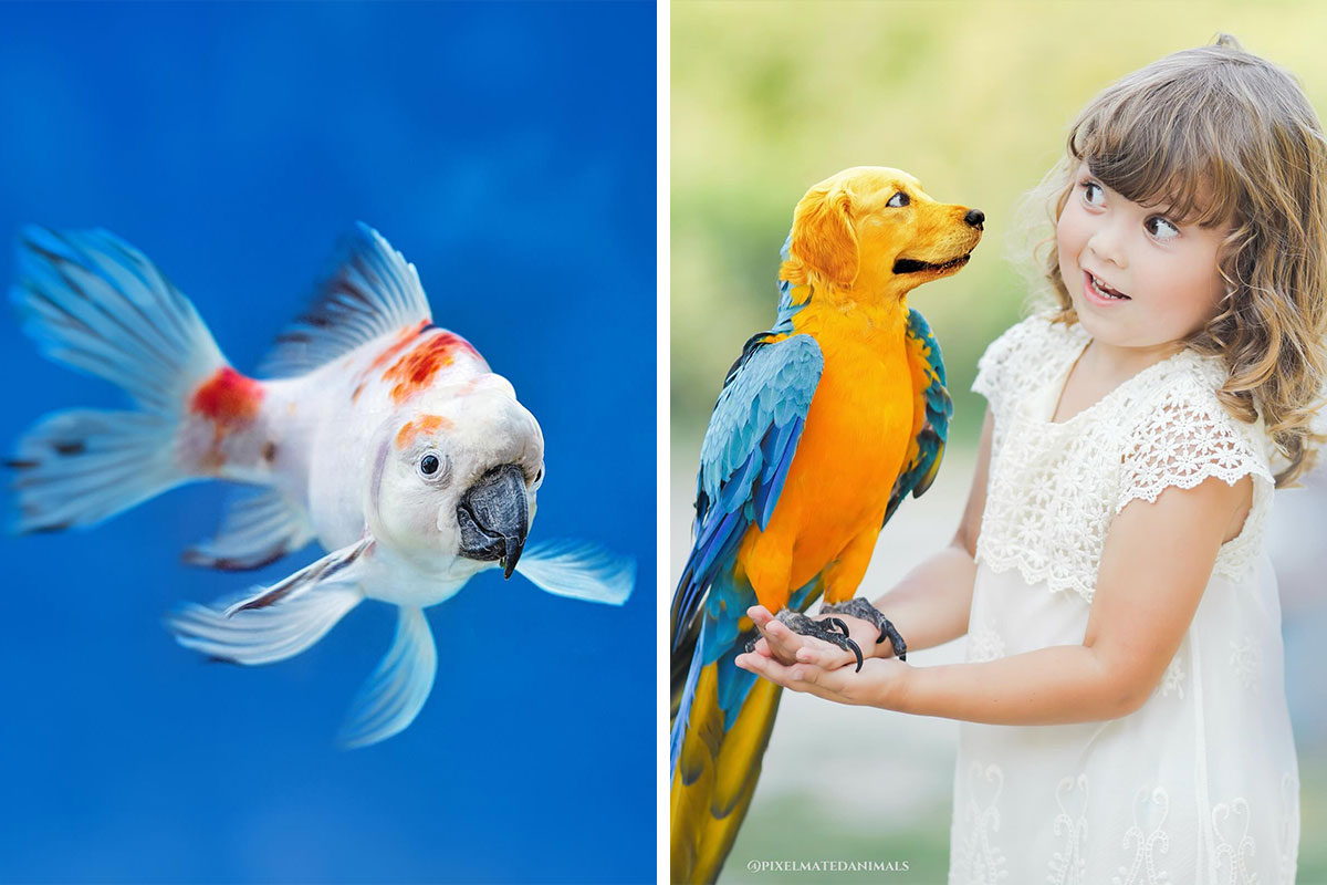 27 Funny Animal Mashups Created By This Artist With Photoshop (New Pics ...