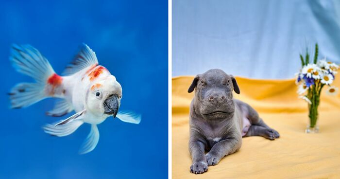 27 Funny Animal Mashups Created By This Artist With Photoshop (New Pics ...