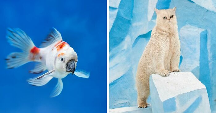 27 Funny Animal Mashups Created By This Artist With Photoshop (New Pics ...