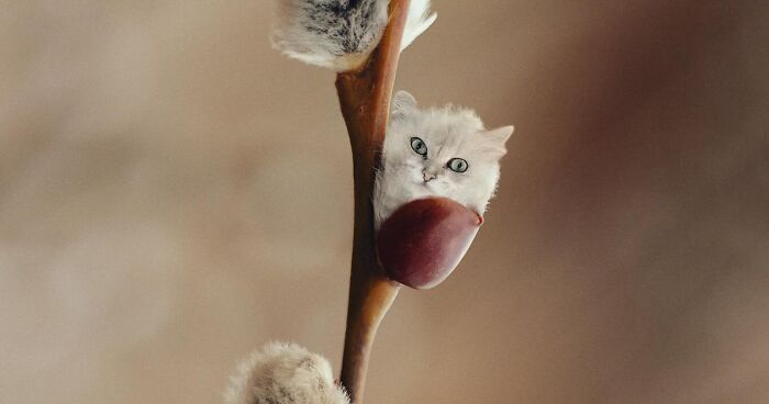 27 Funny Animal Mashups Created By This Artist With Photoshop (New Pics ...