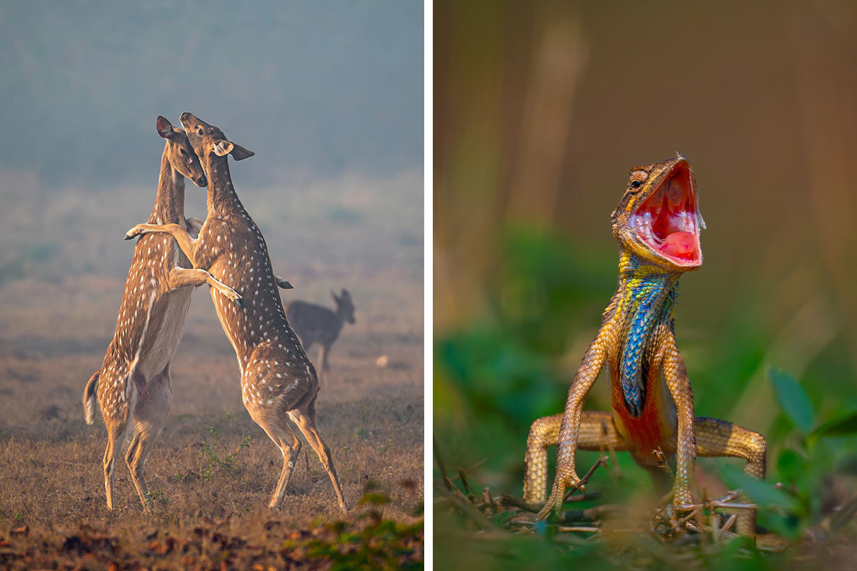 Unique Wildlife Close-UPS By Ayush Singh That Highlight Conservation ...