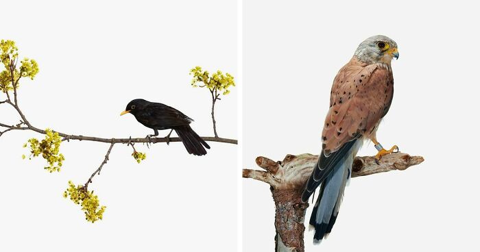 This Artist Photographs Birds On Plants And Branches In A Studio (30 ...