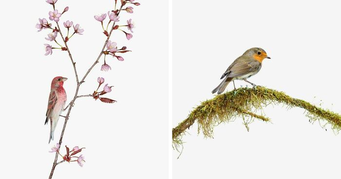 This Artist Photographs Birds On Plants And Branches In A Studio (30 ...