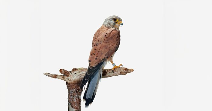 This Artist Photographs Birds On Plants And Branches In A Studio (30 ...