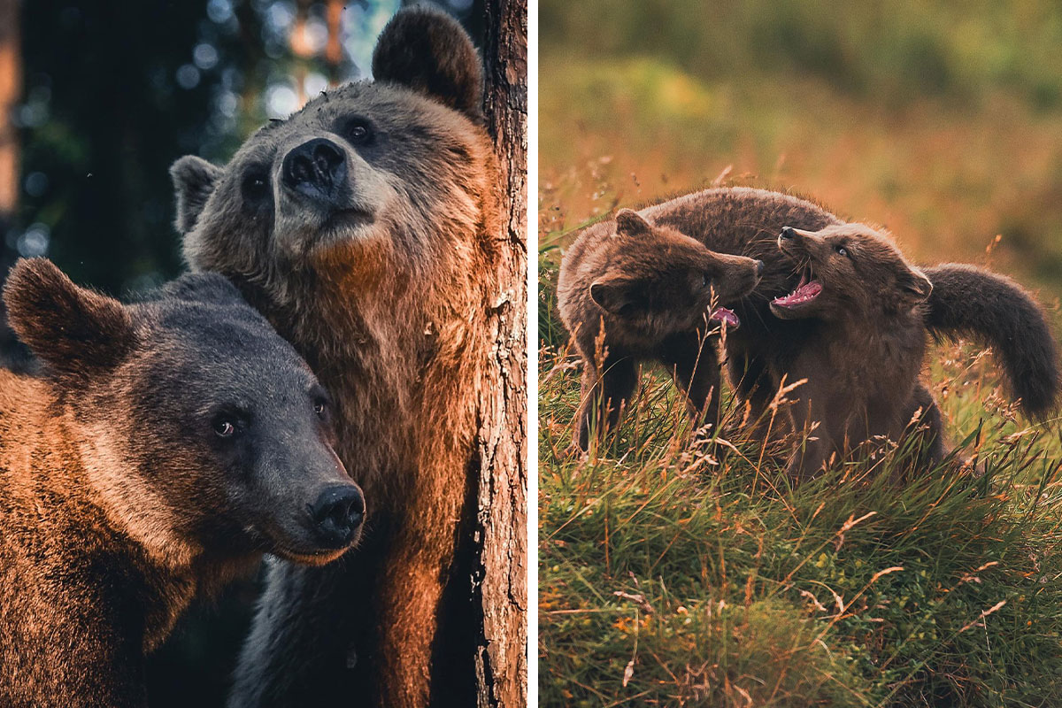 35 Close-Up Photographs Of Wild Animals In Their Natural Environments ...