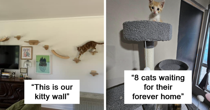 30 Times Creative People Came Up With Cool DIY Ideas To ‘Catify’ Their ...
