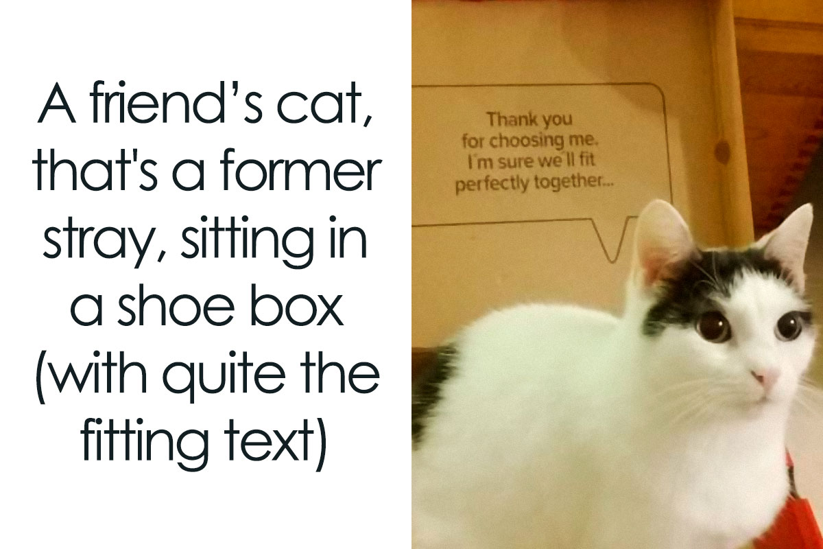 50 Funny Cat Memes That Are Better Than Netflix, As Shared On “Catsflix” | Bored Panda