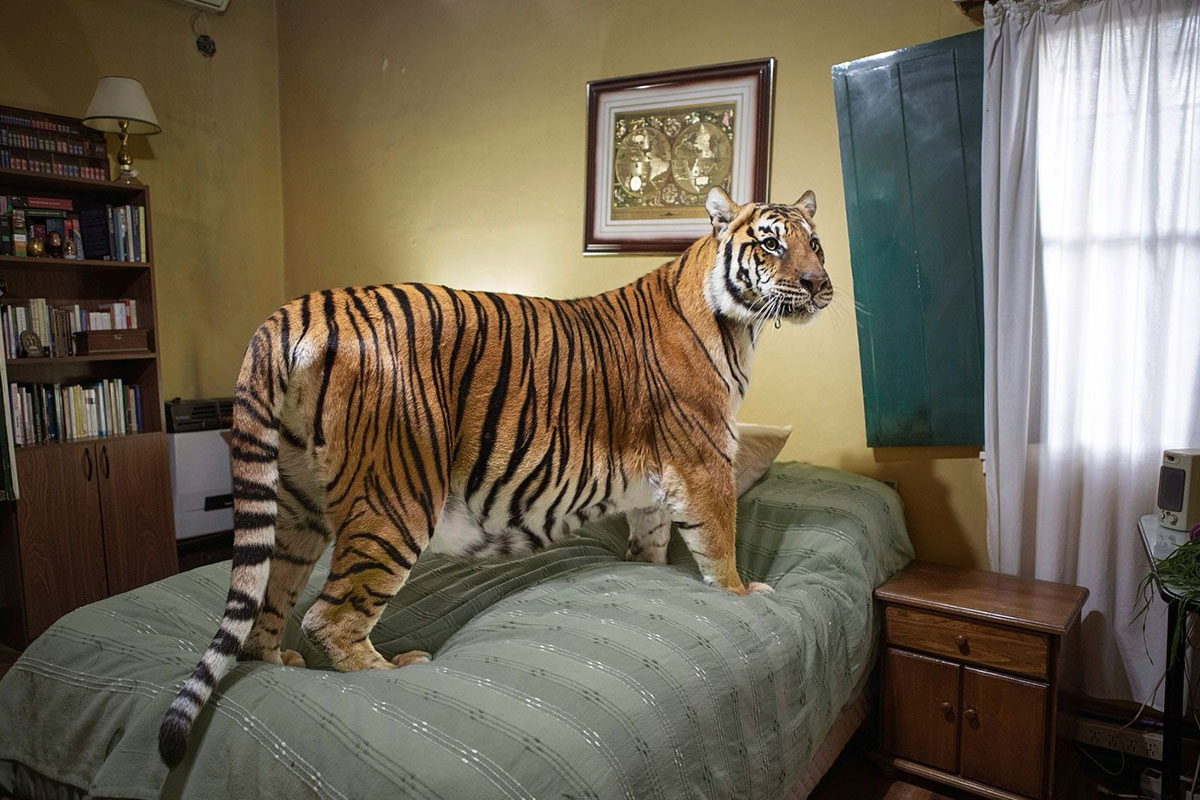 30 Captivating Winning Images Of This Year’s 1839 Awards | Bored Panda