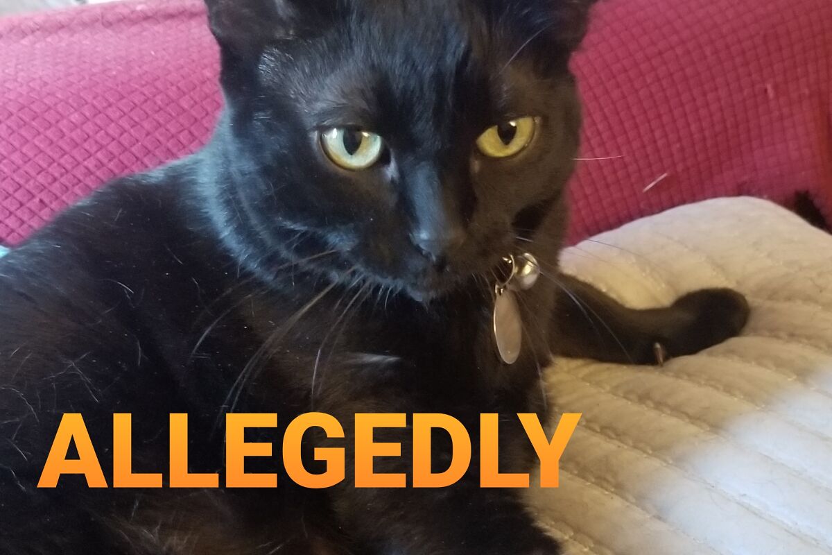 Best Of Letterkenny: 7 Memes Of My Cat | Bored Panda