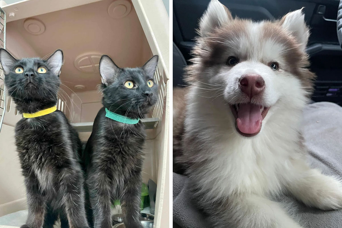 50 Soul-Warming Photos Of Newly Adopted Pets Embracing Their New Homes ...