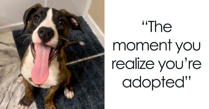 50 Soul-Warming Photos Of Newly Adopted Pets Embracing Their New Homes ...