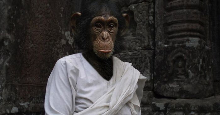 Designers Were Challenged To Dress-Up Animals In Human Clothing, Here ...