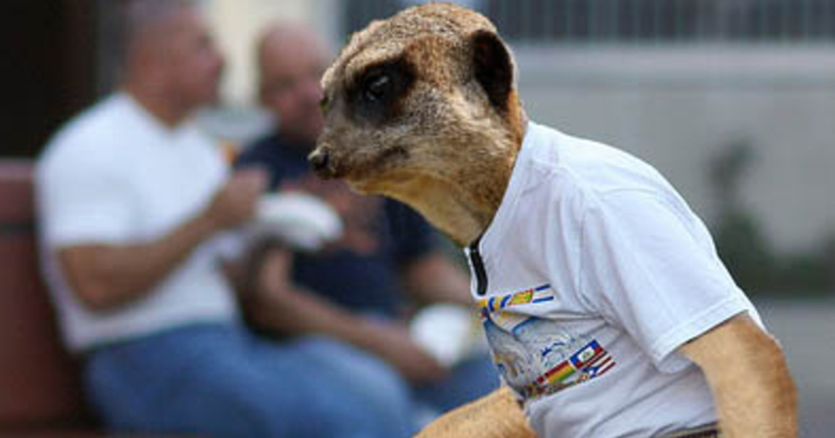 Designers Were Challenged To Dress-Up Animals In Human Clothing, Here ...