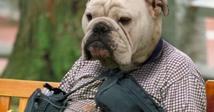 Designers Were Challenged To Dress-Up Animals In Human Clothing, Here ...