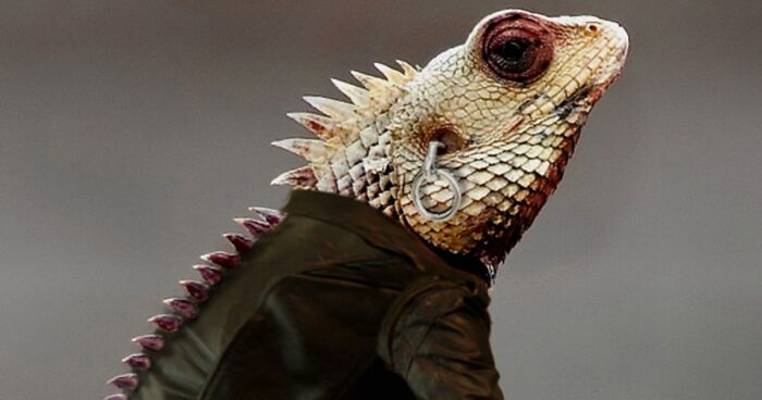 Designers Were Challenged To Dress-Up Animals In Human Clothing, Here ...