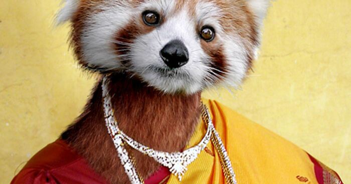 Designers Were Challenged To Dress-Up Animals In Human Clothing, Here ...